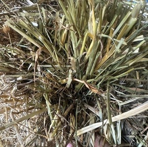 Square Bale Moby Barley Hay Rb